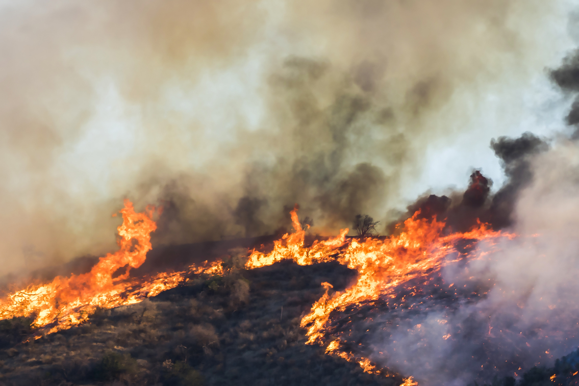 How Forest Management Prevents Forest Fires | Rayonier Stories