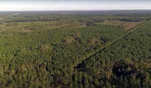 What is a Timber Cruise in Forest Management? | Rayonier