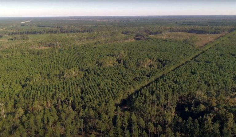 What is a Timber Cruise in Forest Management? | Rayonier