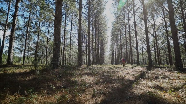 What is a Timber Cruise in Forest Management? | Rayonier